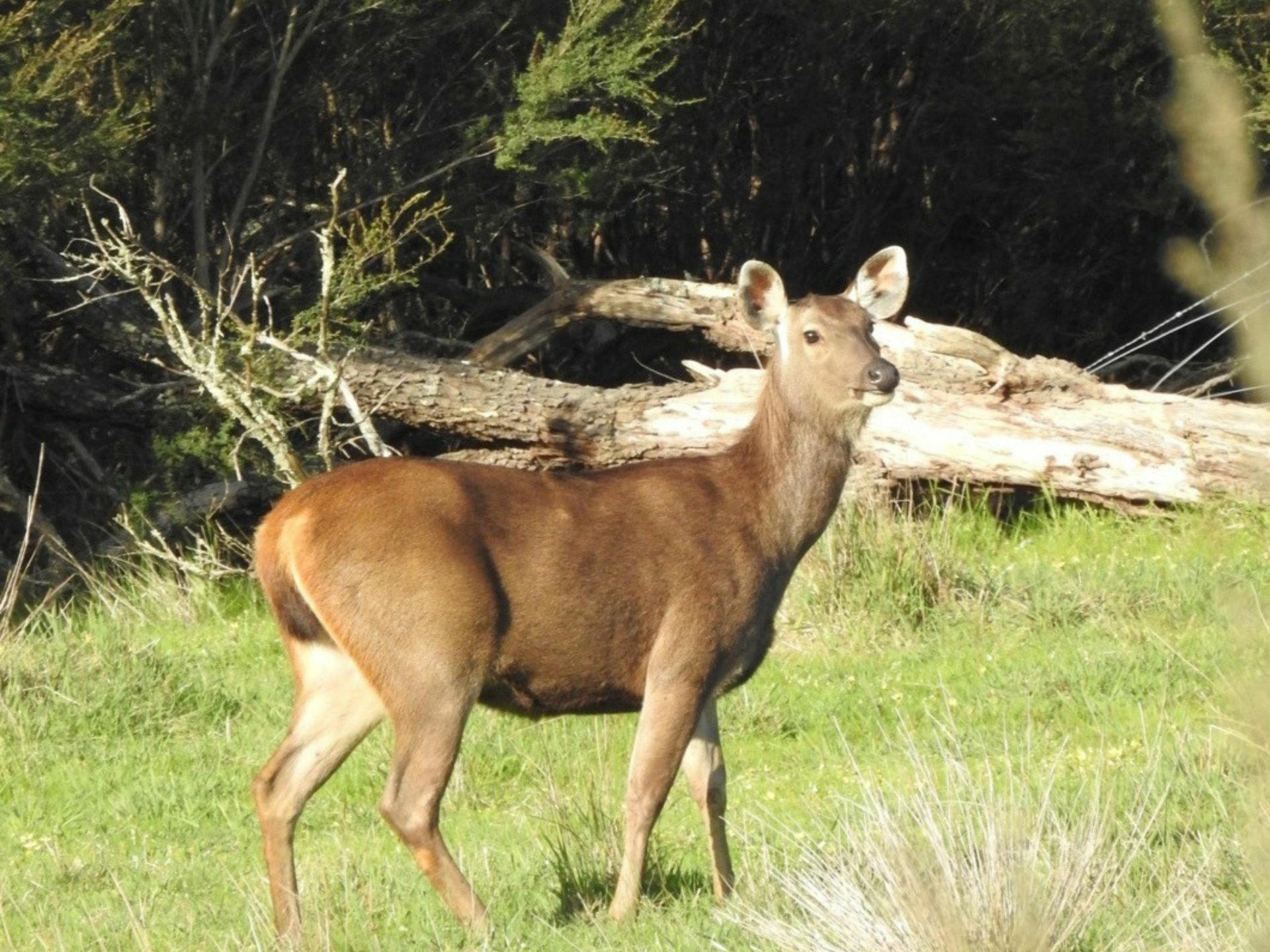 2481 Bengworden Road Perry Bridge VIC - House for Sale - LJ Hooker