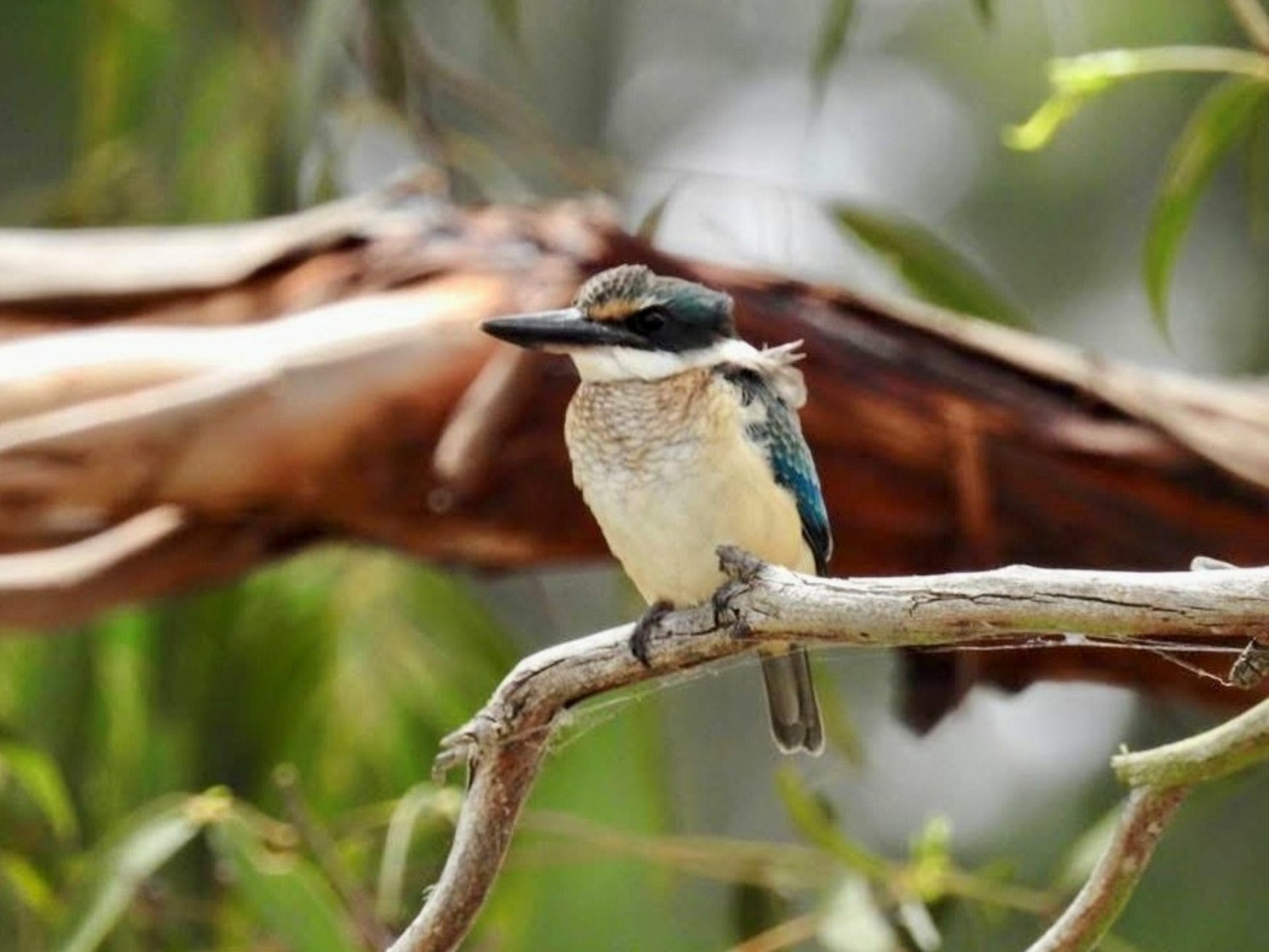 2481 Bengworden Road Perry Bridge VIC - House for Sale - LJ Hooker