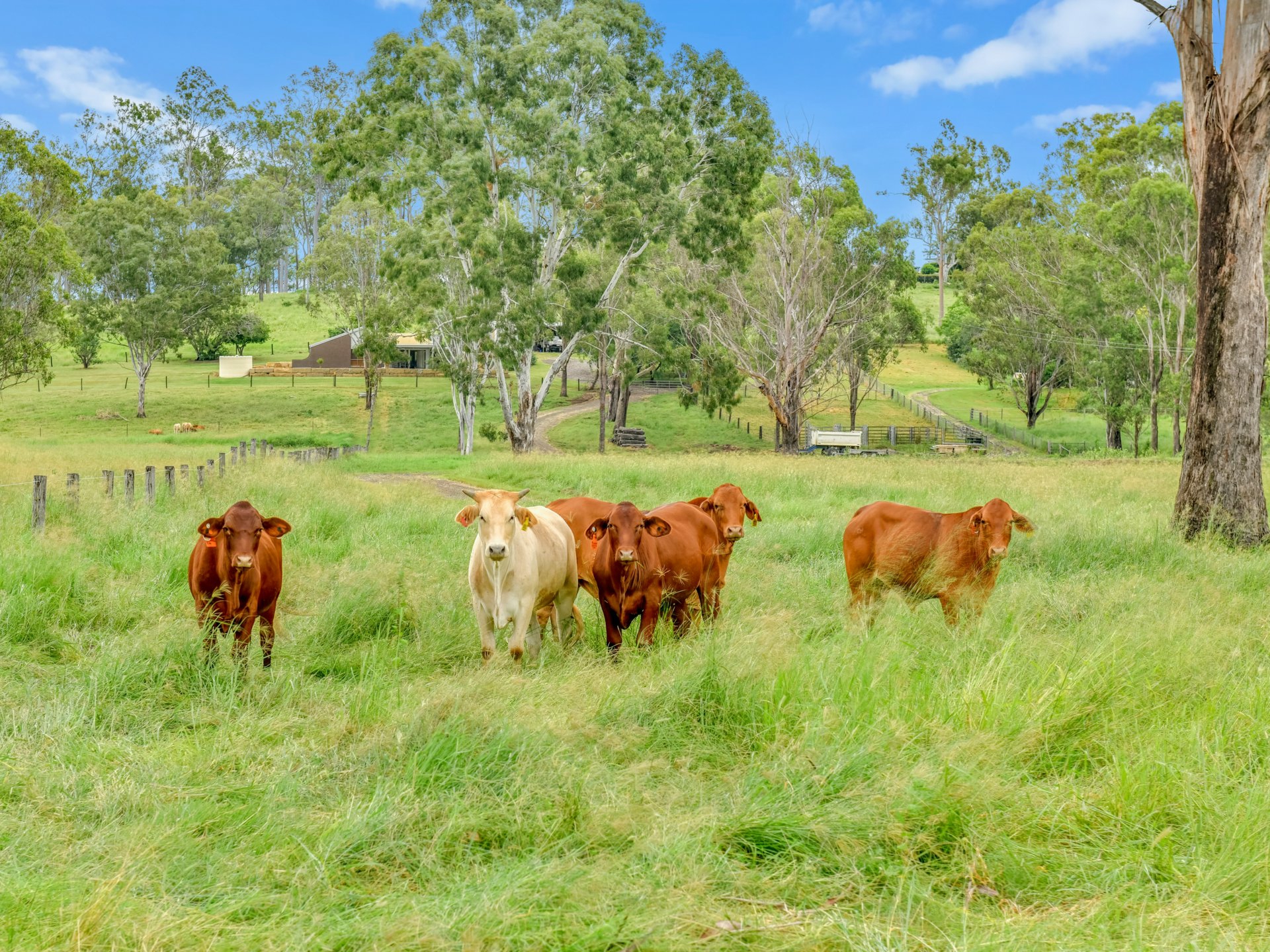 49 Penola Road Allenview QLD - Property Details - LJ Hooker